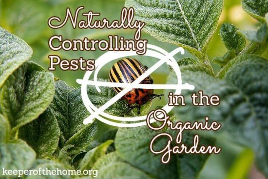 Naturally Controlling Pests in the Organic Garden - Keeper of the Home