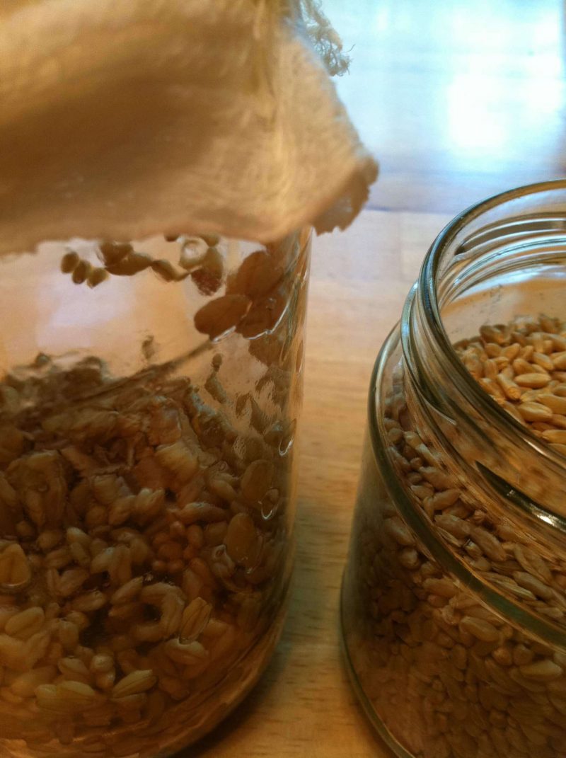Getting Started Sprouting Wheat Berries - Keeper of the Home