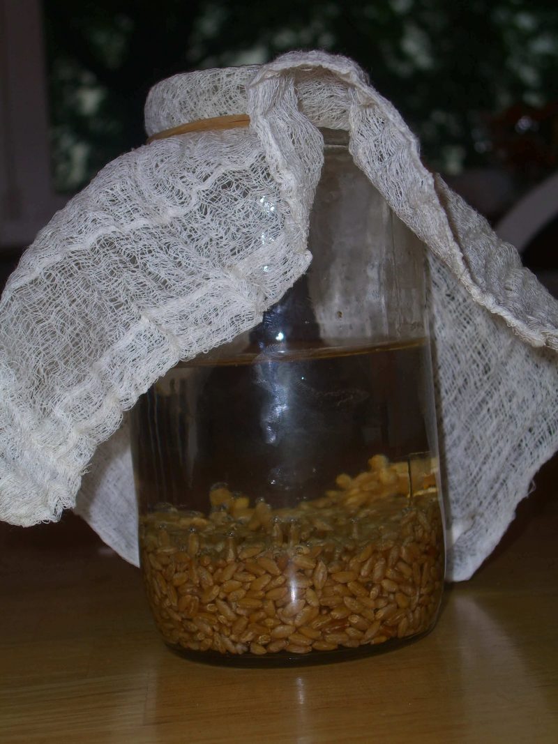 Getting Started Sprouting Wheat Berries - Keeper of the Home
