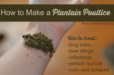 How to Make (and Use) a Plantain Poultice - Keeper of the Home