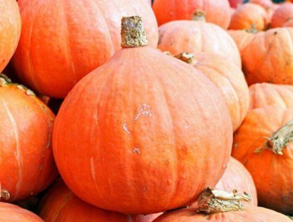 The Great Pumpkin: 5 Ways to Enjoy the Season with Real Pumpkins ...